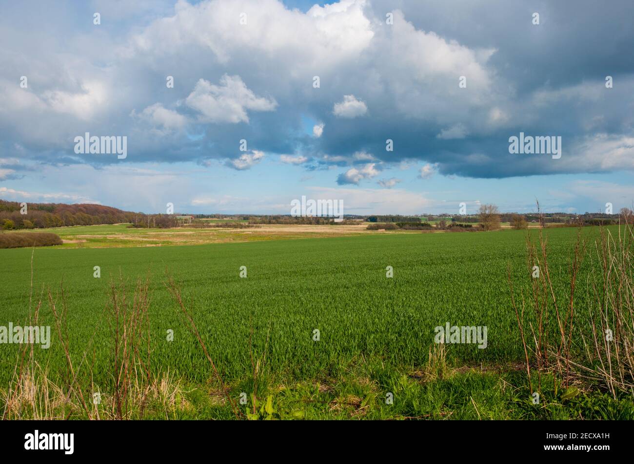 Danish agricultural landscape with green fields on a spring day Stock ...