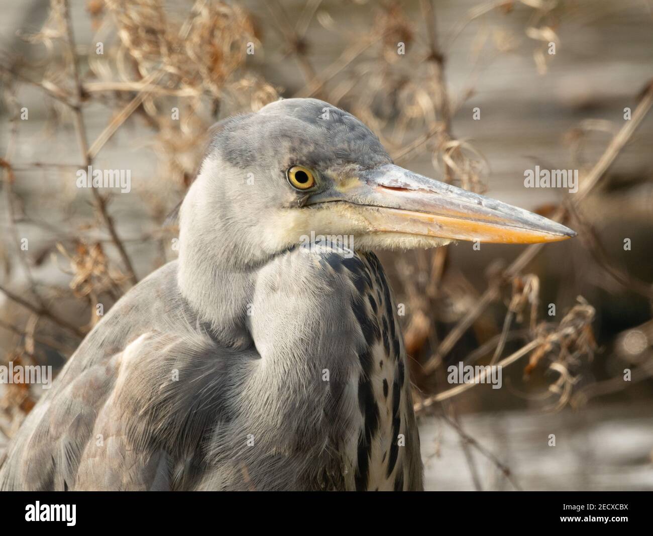 Hampstead heath wildlife hi-res stock photography and images - Alamy