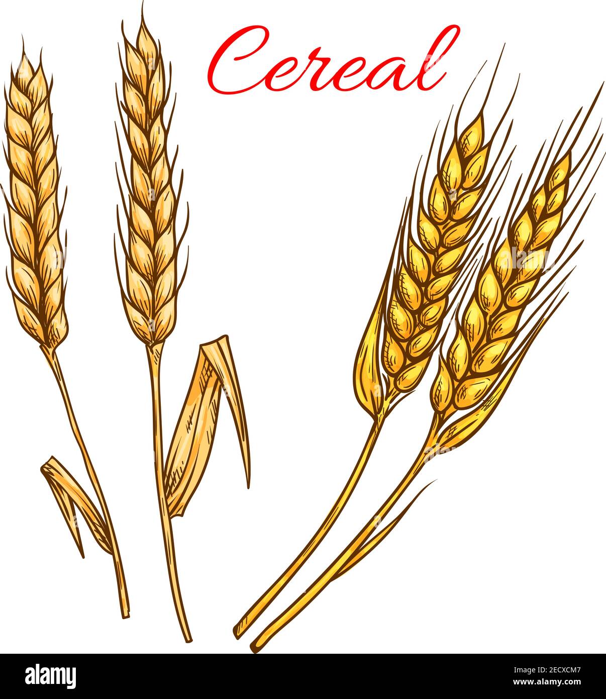 Grain Products Drawing