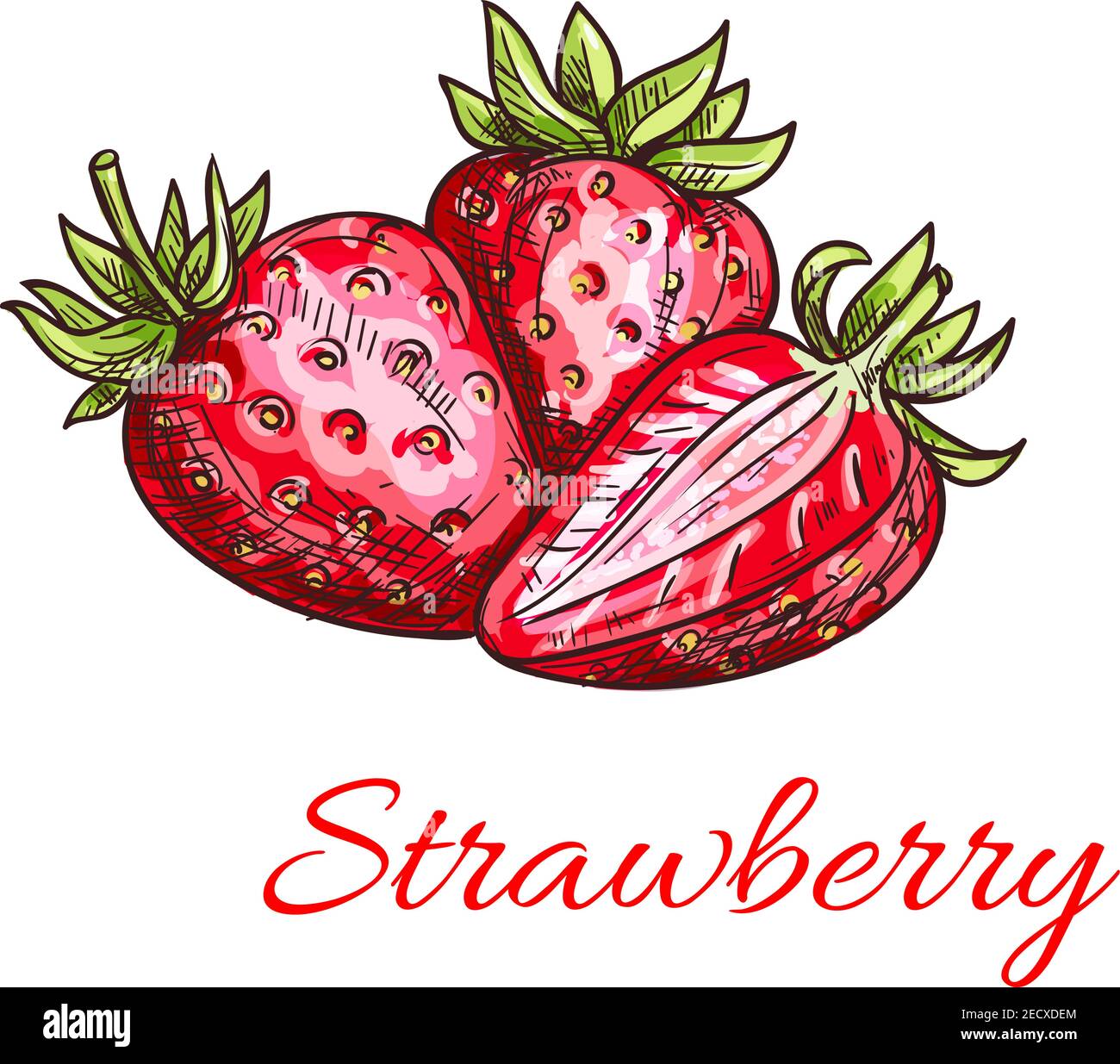 Strawberry color sketch icon. Isolated bunch of strawberries with ...