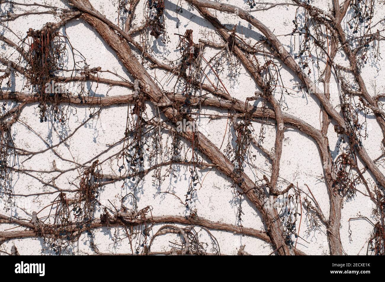 close-up of the bare twigs and branches of a climbing vine in winter ...