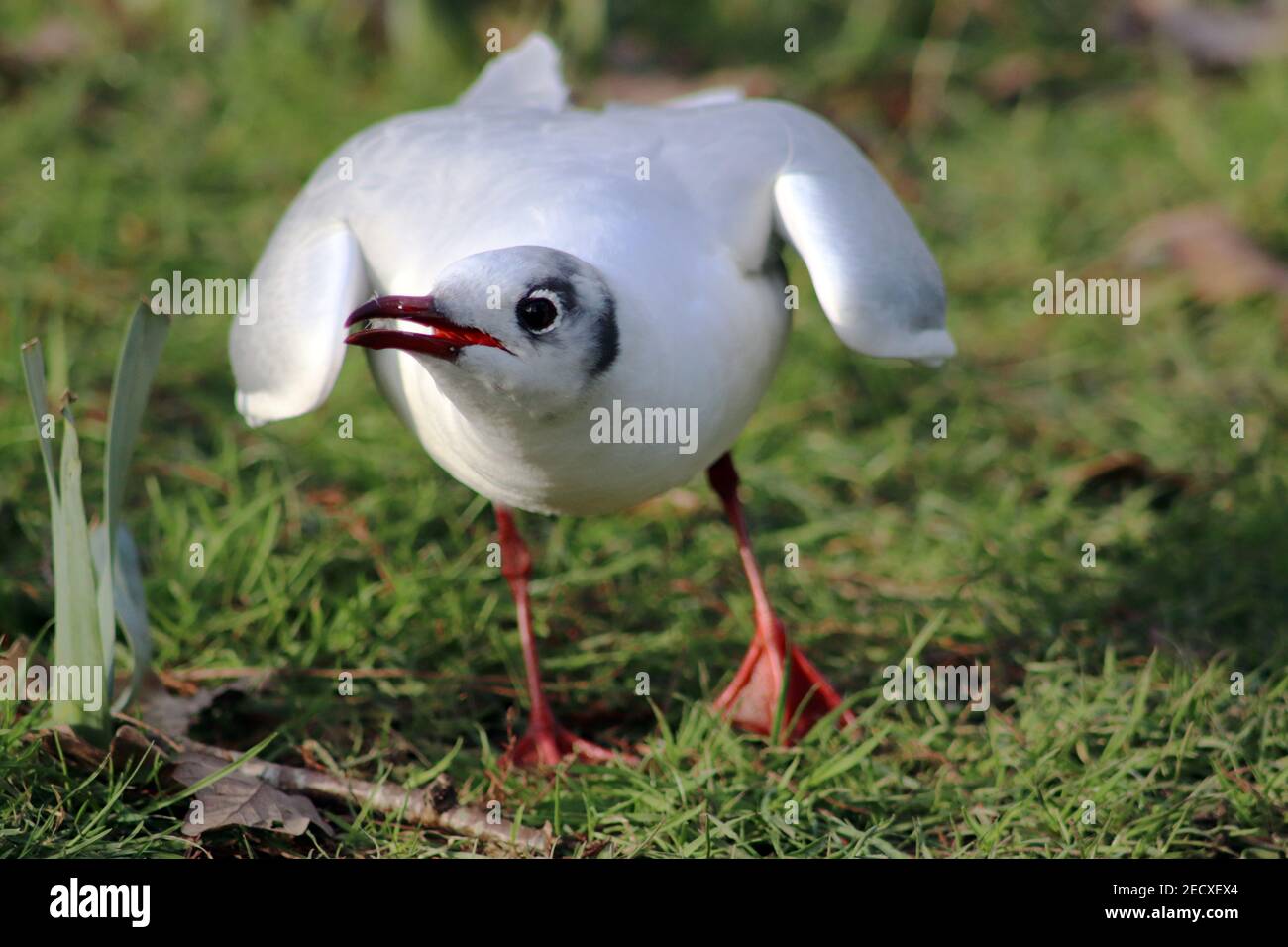 black head gull displaying Stock Photo - Alamy