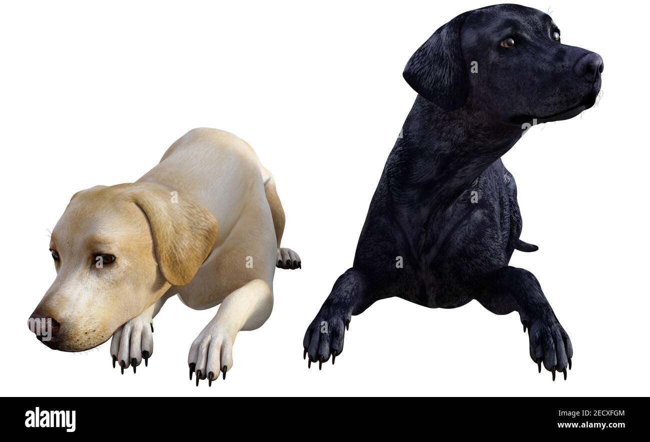 Black Lab Dogs Cut Out Stock Images & Pictures - Alamy