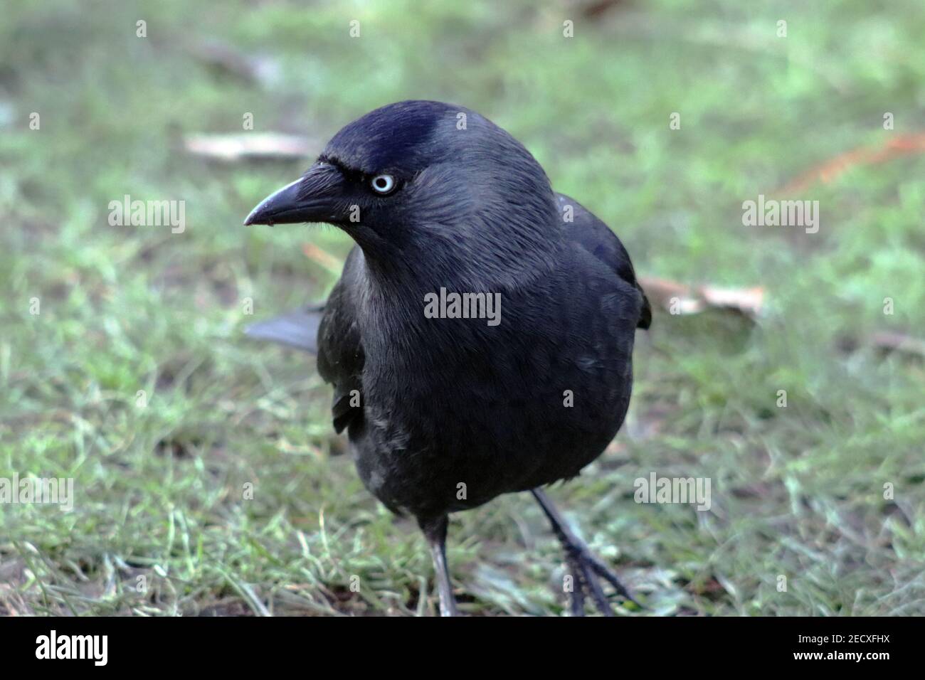 Corvine birds hi-res stock photography and images - Alamy