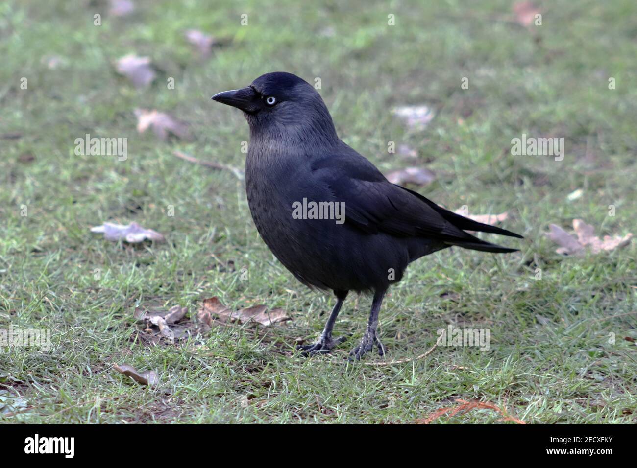 Corvine birds hi-res stock photography and images - Alamy