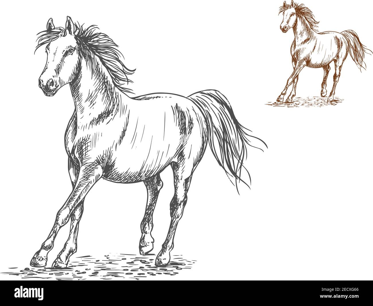 Running white and brown horses. Galloping mustang stallions rushing ...