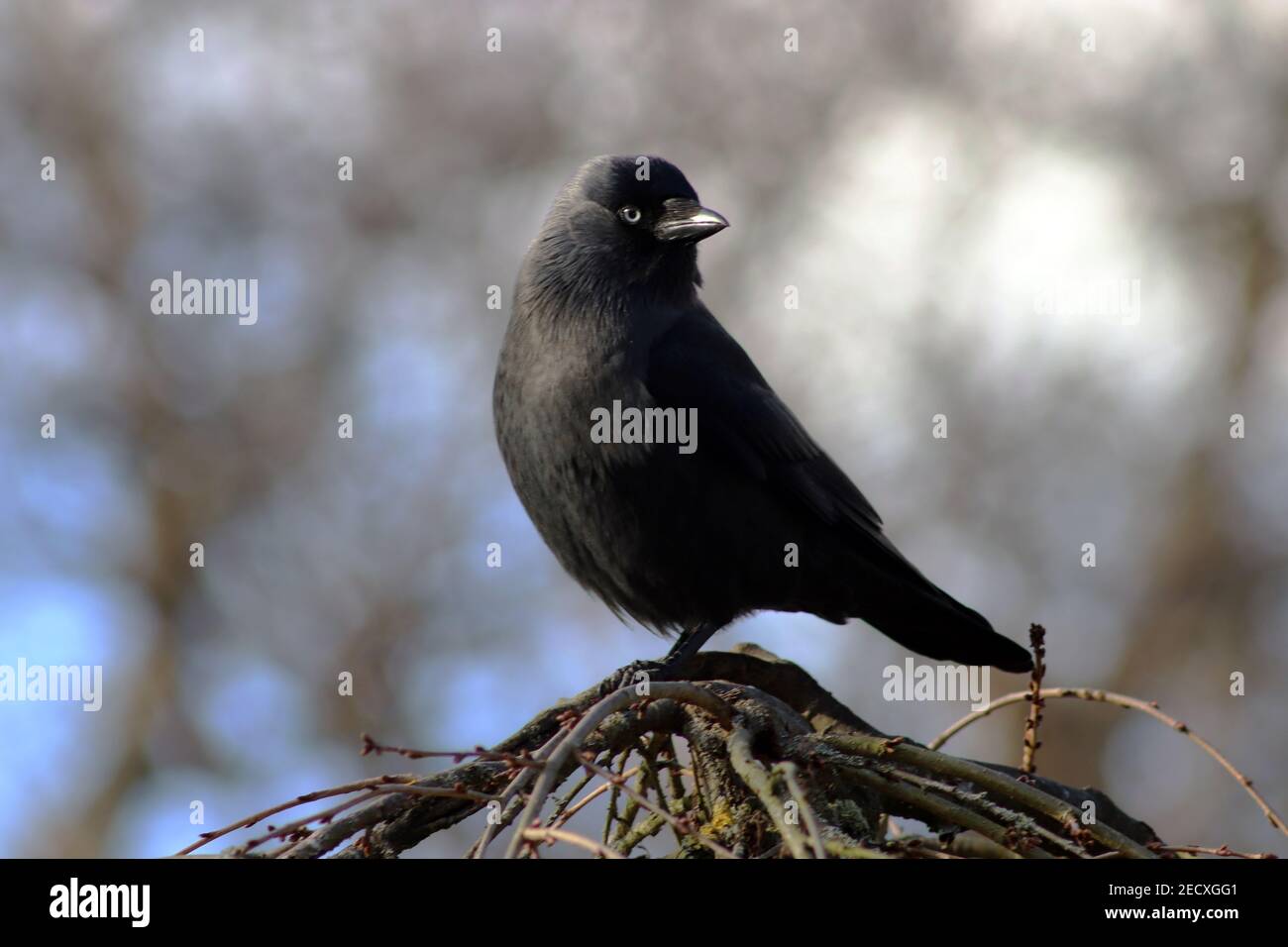 Jackdaw jackdaws - Corvus monedula Stock Photo - Alamy