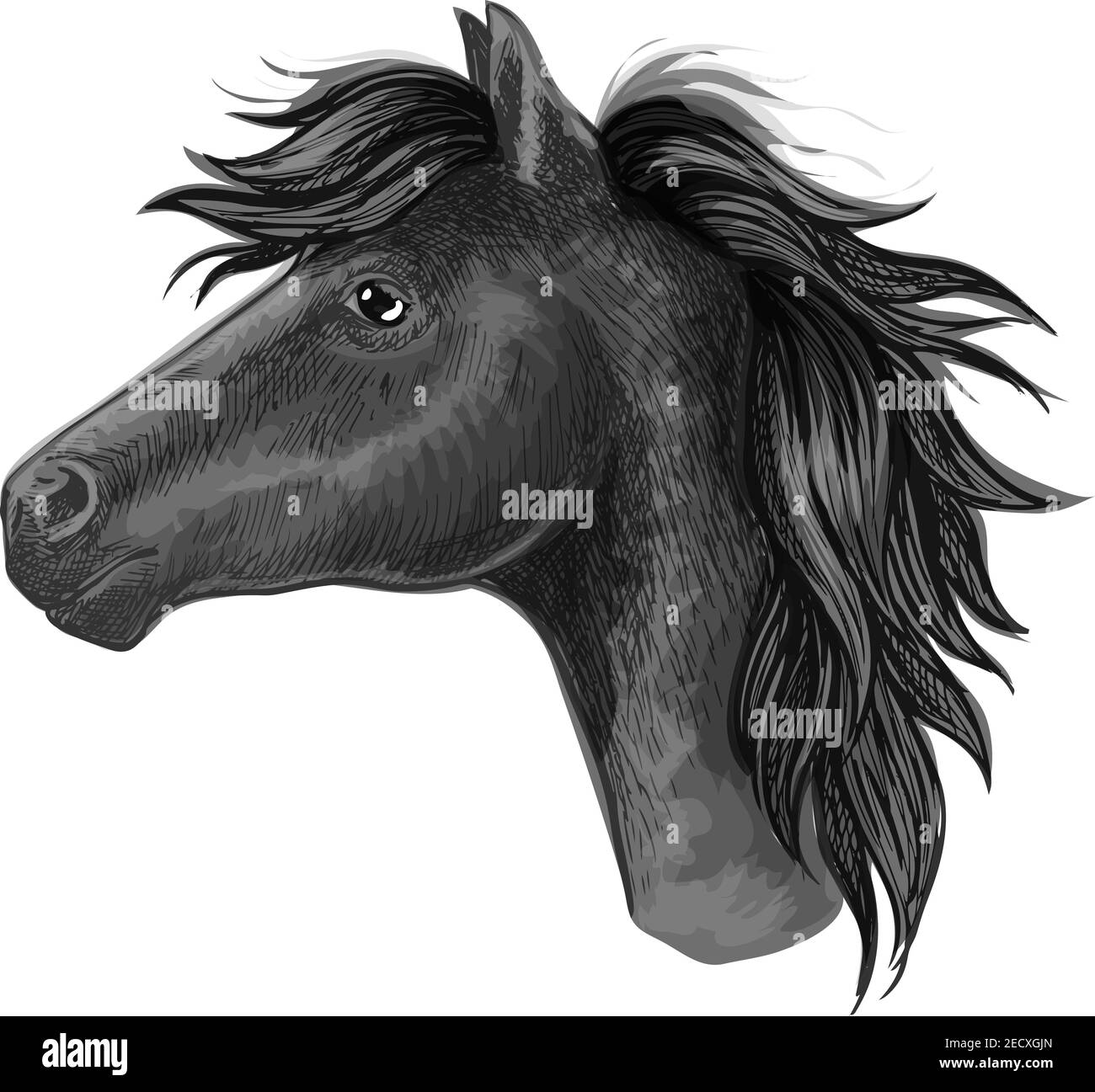 Black mare horse sketch of a head of purebred riding horse of arabian ...