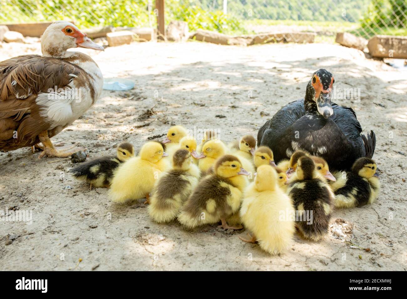 Mother duck with her ducklings. There are many ducklings following the ...