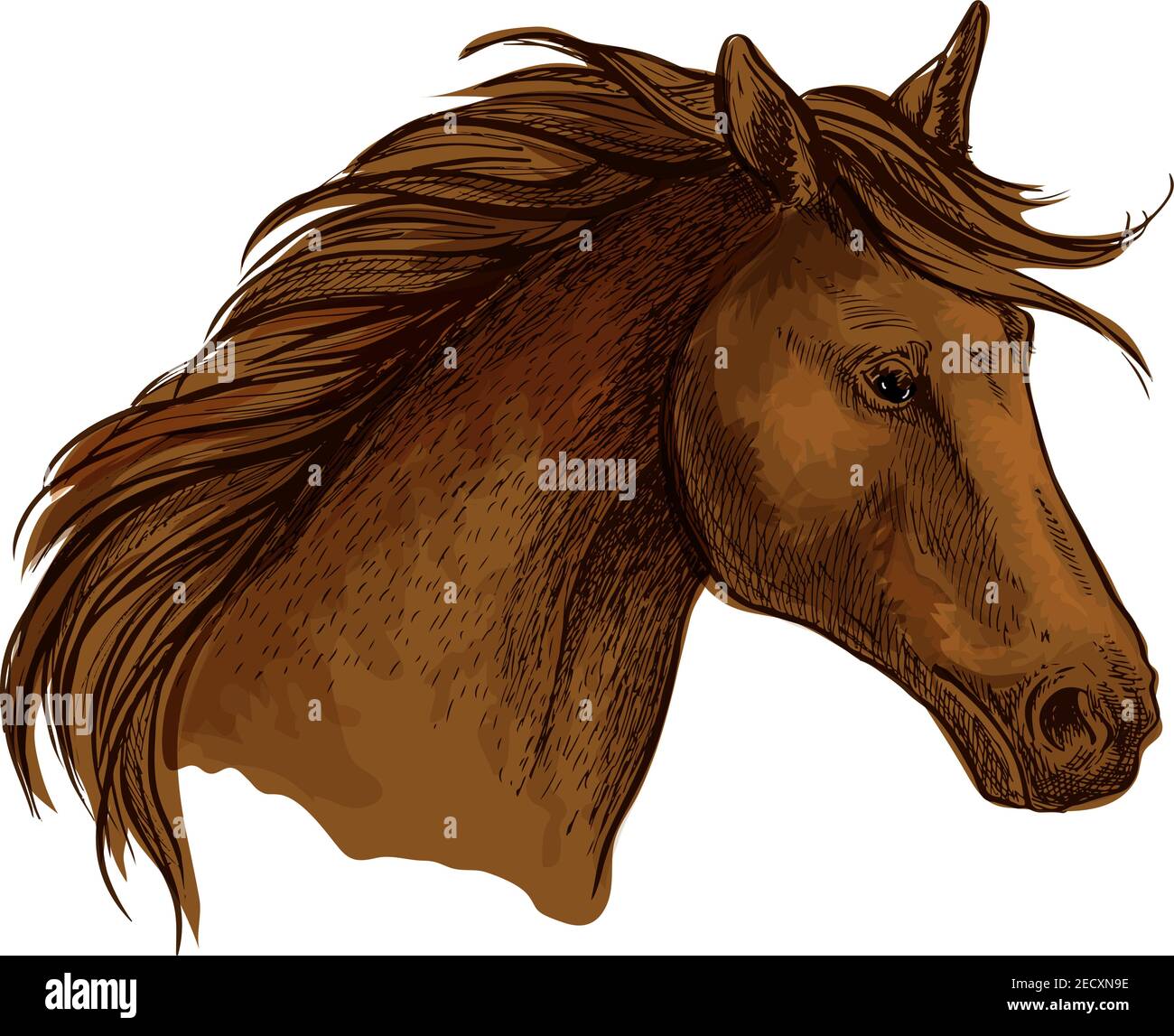 Stallion horse head sketch. Brown purebred arabian racehorse ...