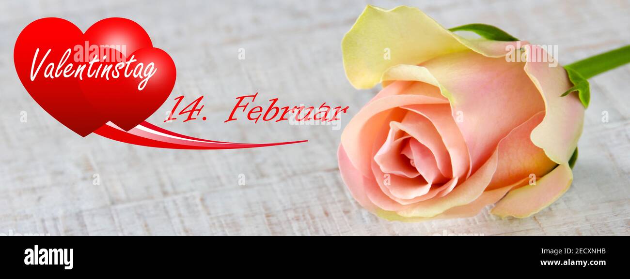 Valentinstag Rose und rote Herzen auf Holz Hintergrund, Banner Stock ...