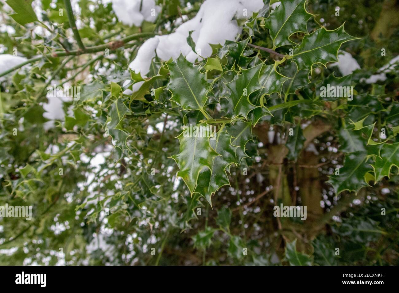 Gardening , plants , nature A holly bush tree with prickly leaves Photo ...