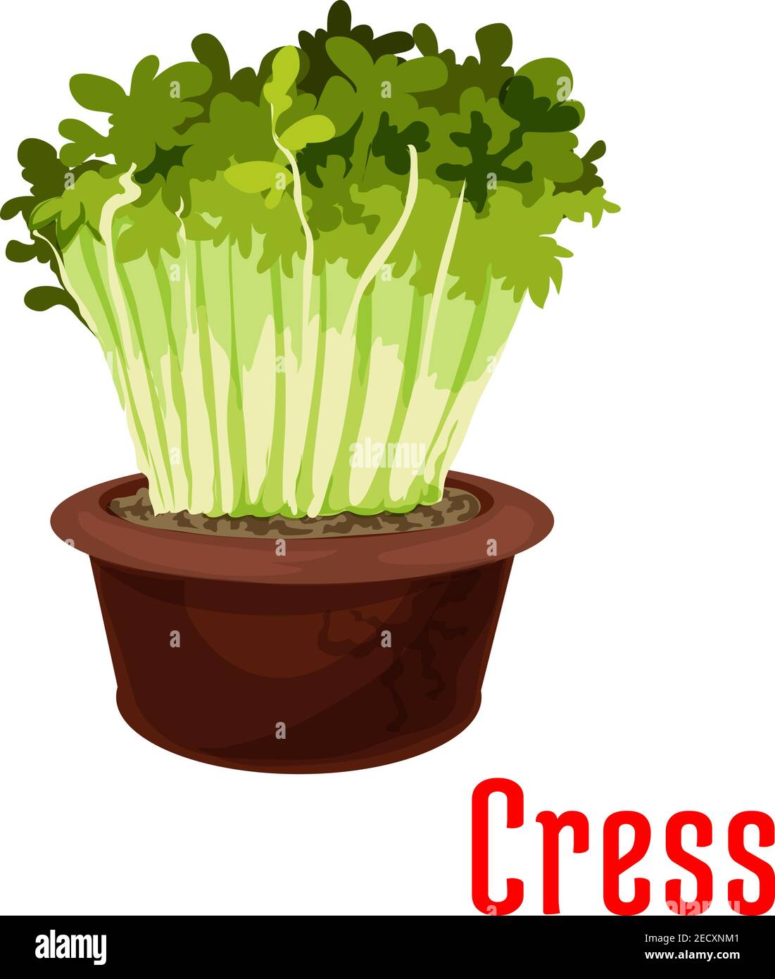 Fresh cress background Stock Vector Images - Alamy