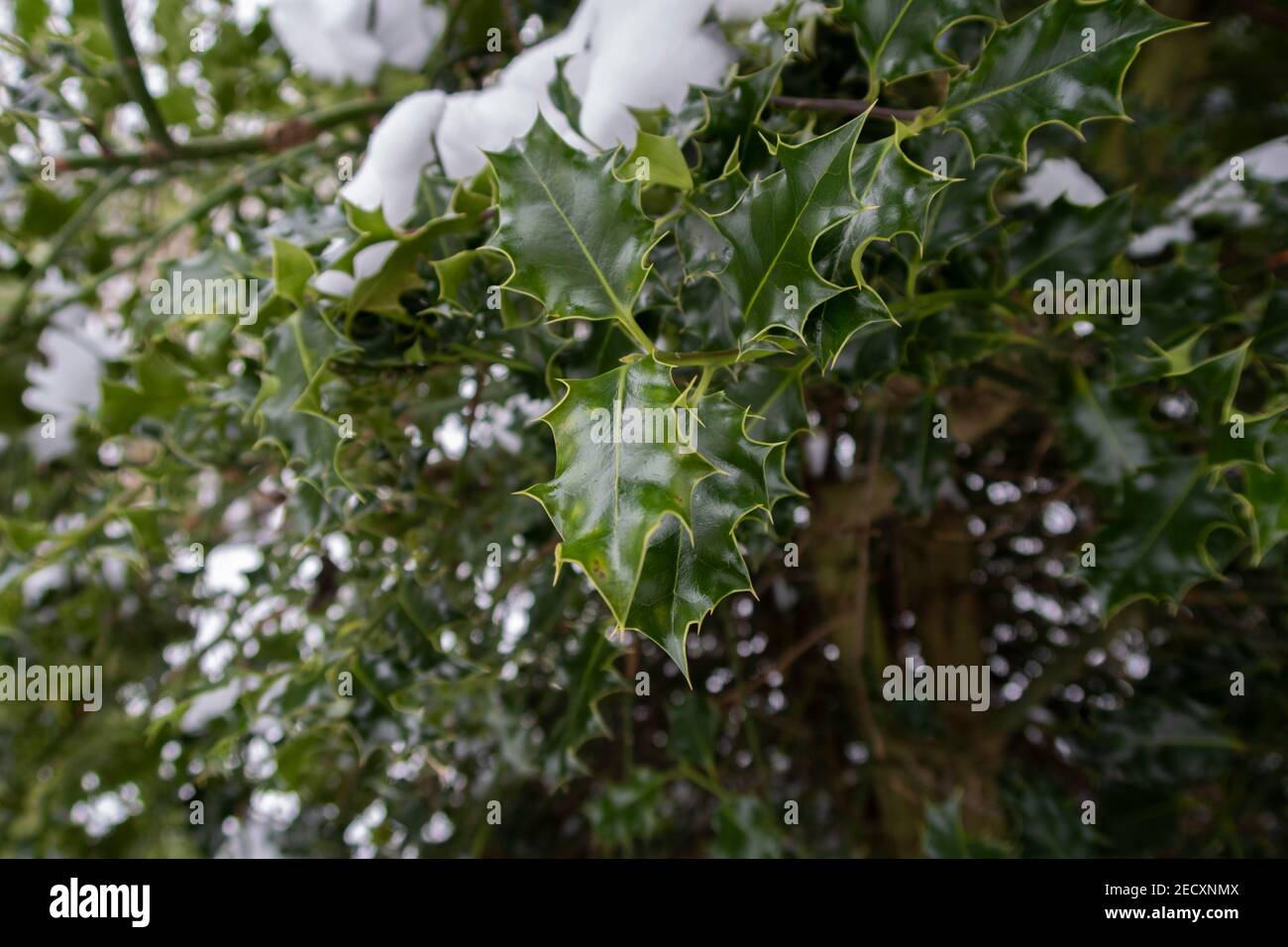 Gardening , plants , nature A holly bush tree with prickly leaves Photo ...