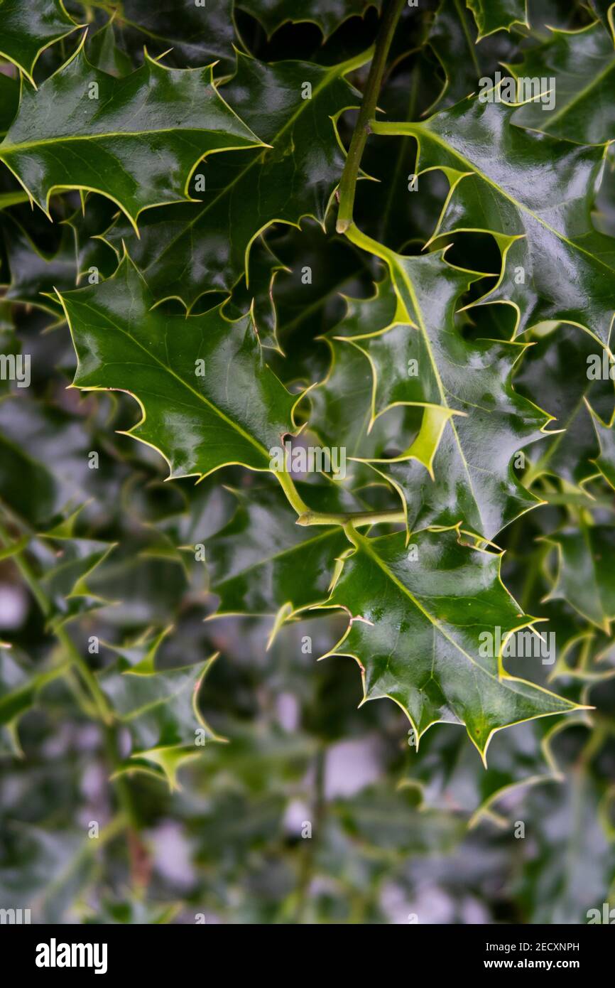 Gardening , plants , nature A holly bush tree with prickly leaves Photo ...