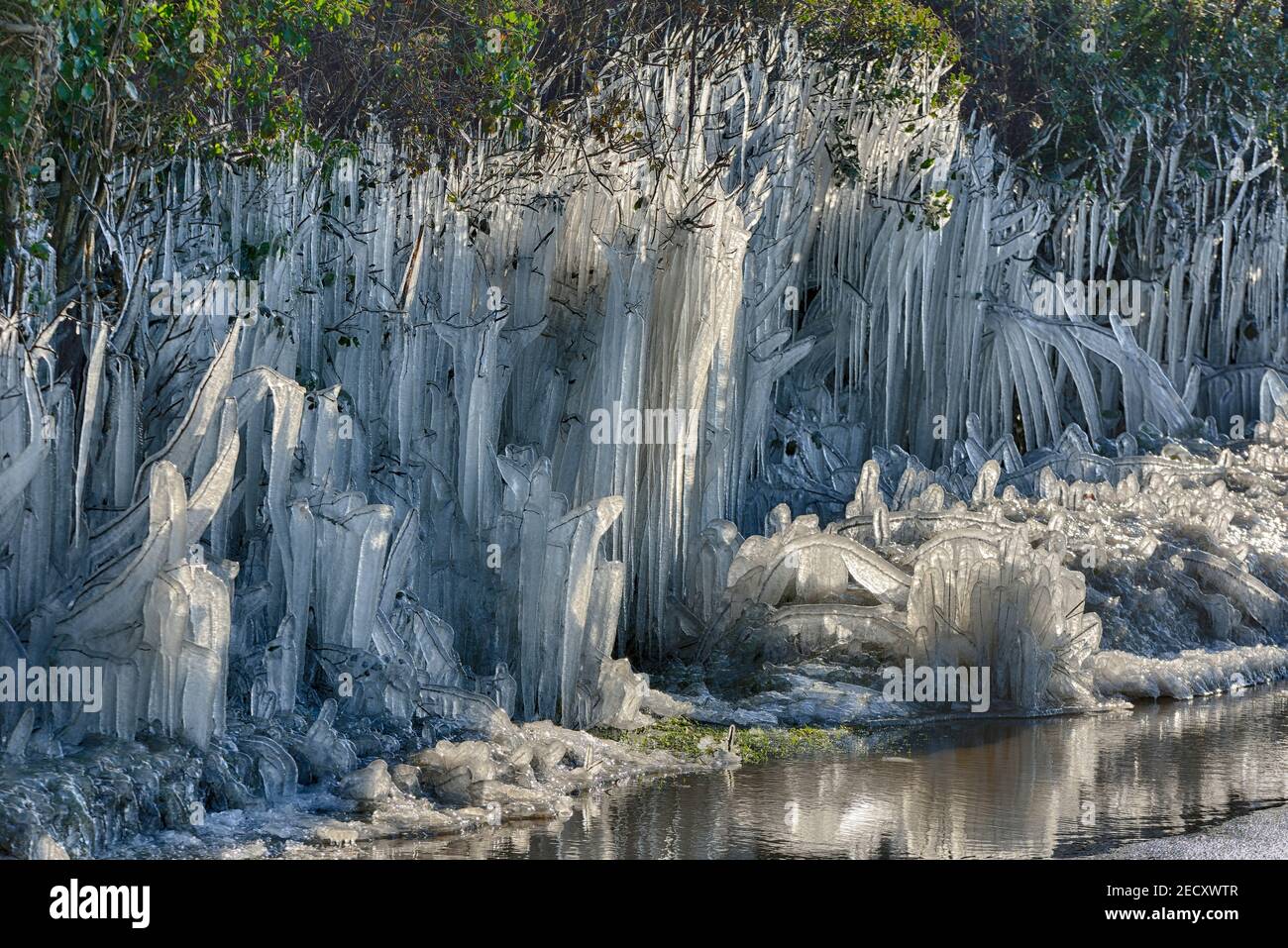 A roadside hedge completely covered in ice from spray thrown up by ...