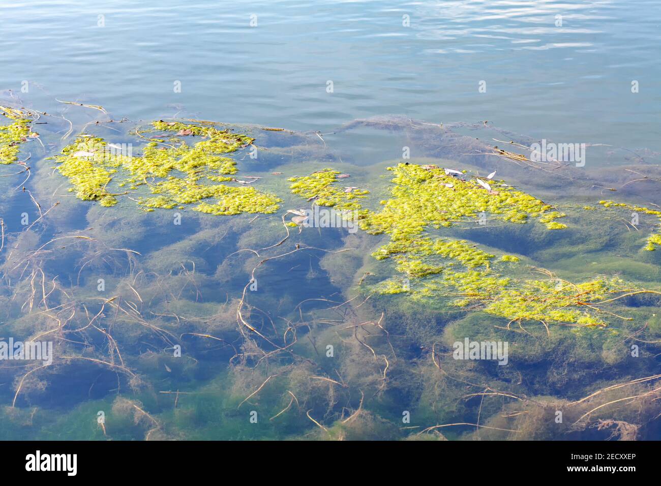 Swamp water surface with algae Stock Photo - Alamy