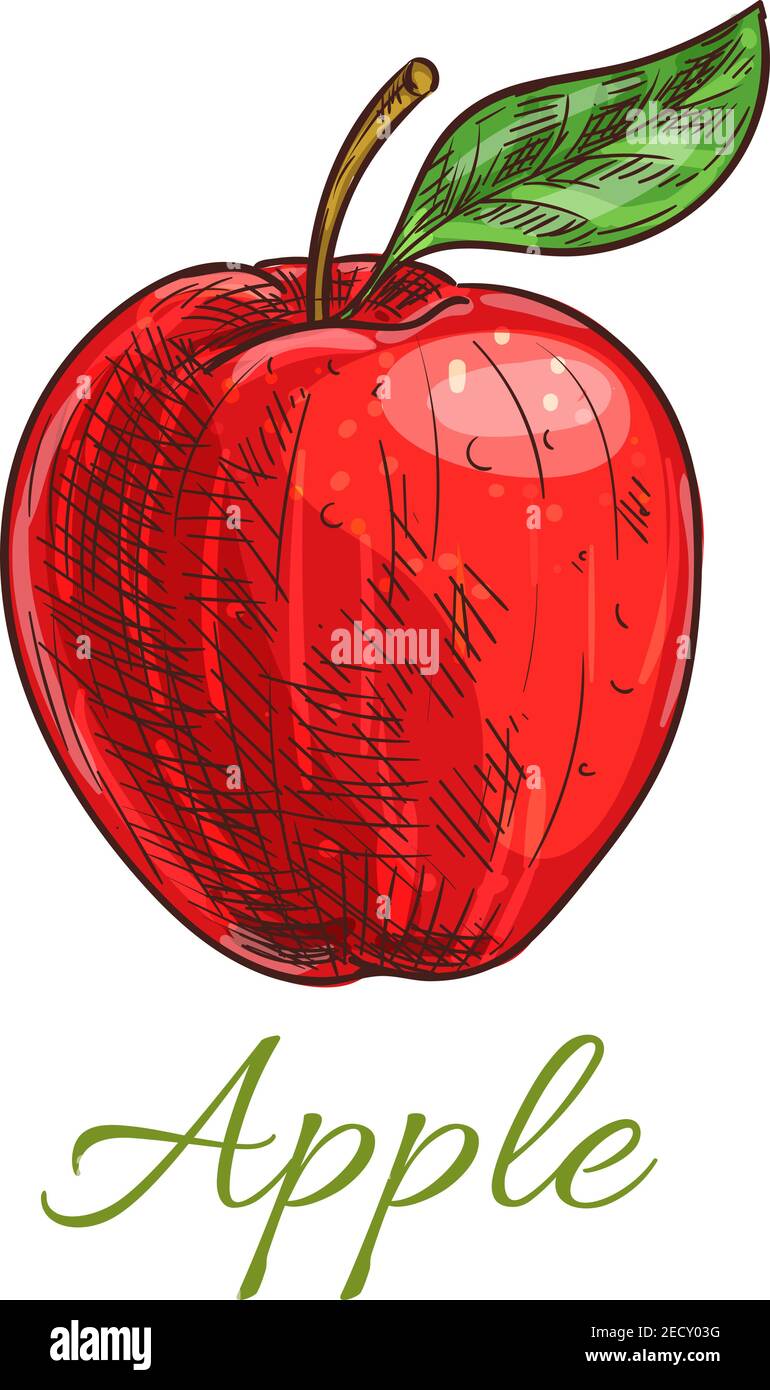 Fresh farm red apple fruit sketch. Juicy sweet braeburn apple for ...