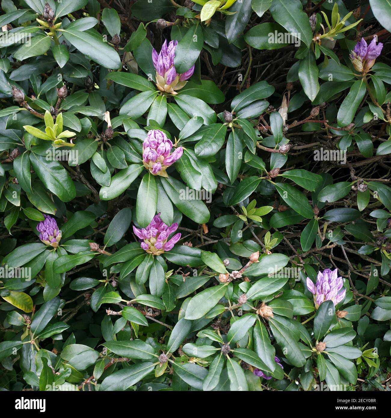 Early flowering rhododendron in Germany, an evergreen plant.2021 Stock ...