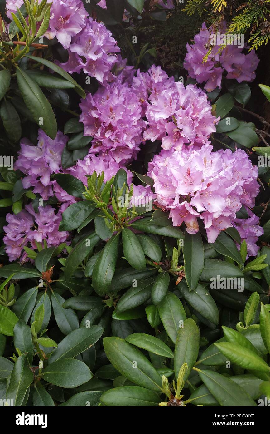 Early flowering rhododendron in Germany, an evergreen plant.2021 Stock ...