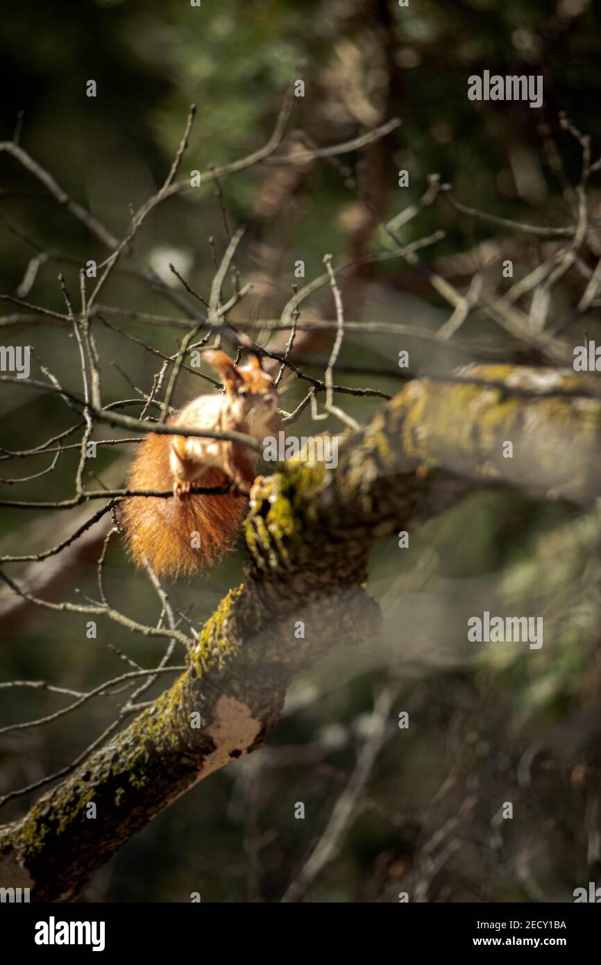 Squirrel in nature Stock Photo - Alamy