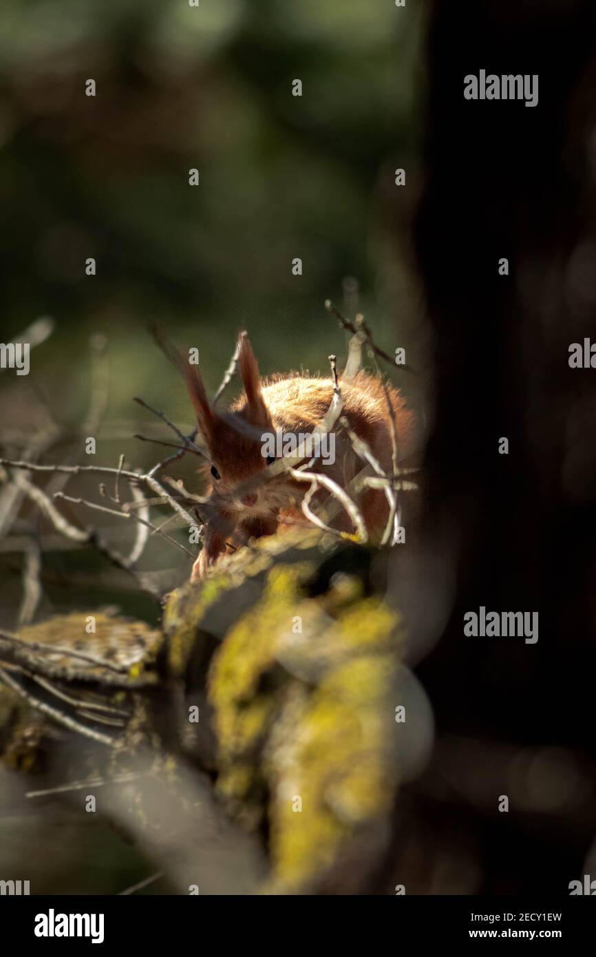 Squirrel in nature Stock Photo - Alamy