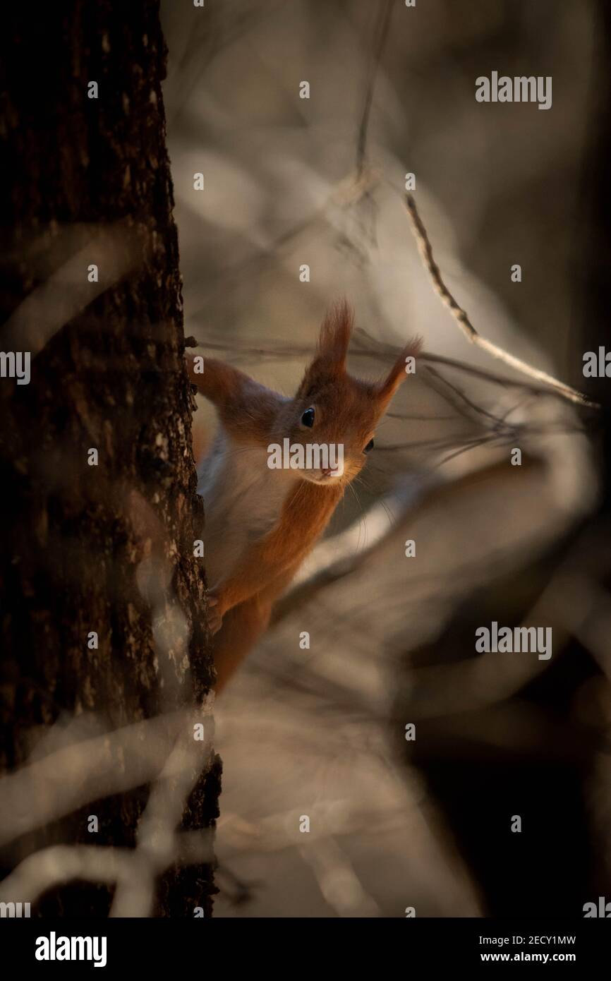 Squirrel in nature Stock Photo - Alamy