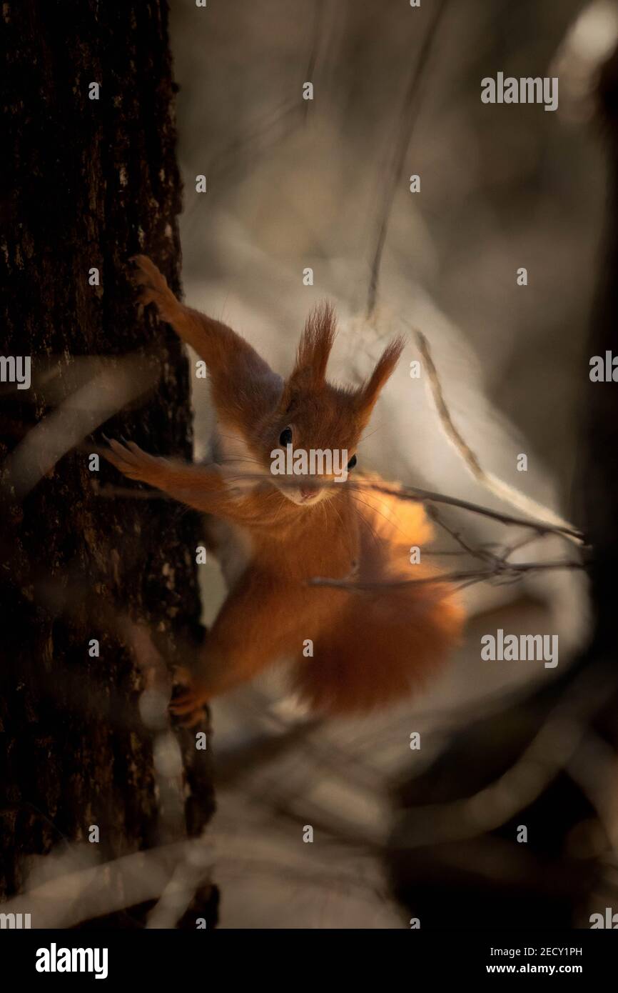 Squirrel in nature Stock Photo - Alamy
