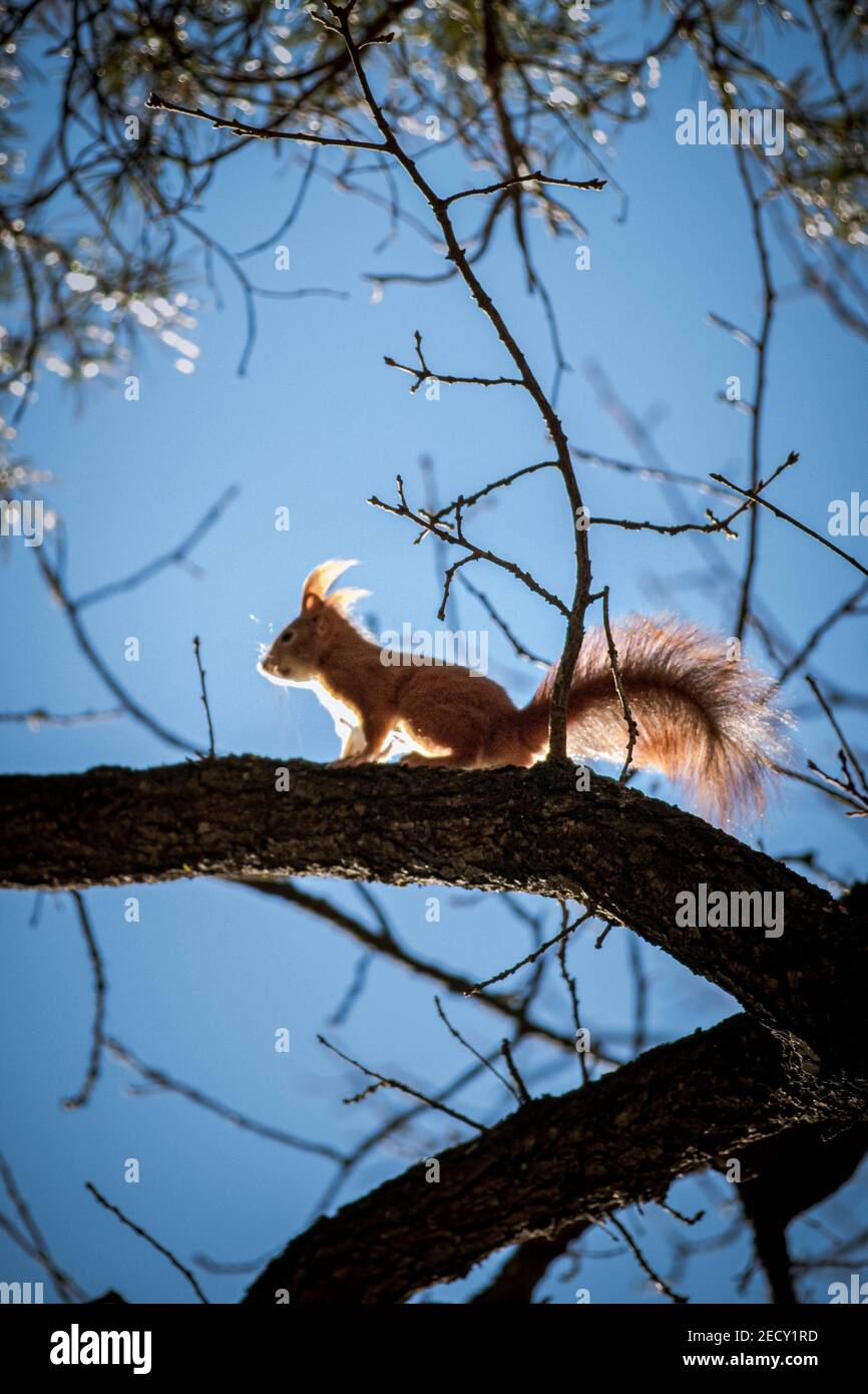 Squirrel in nature Stock Photo - Alamy