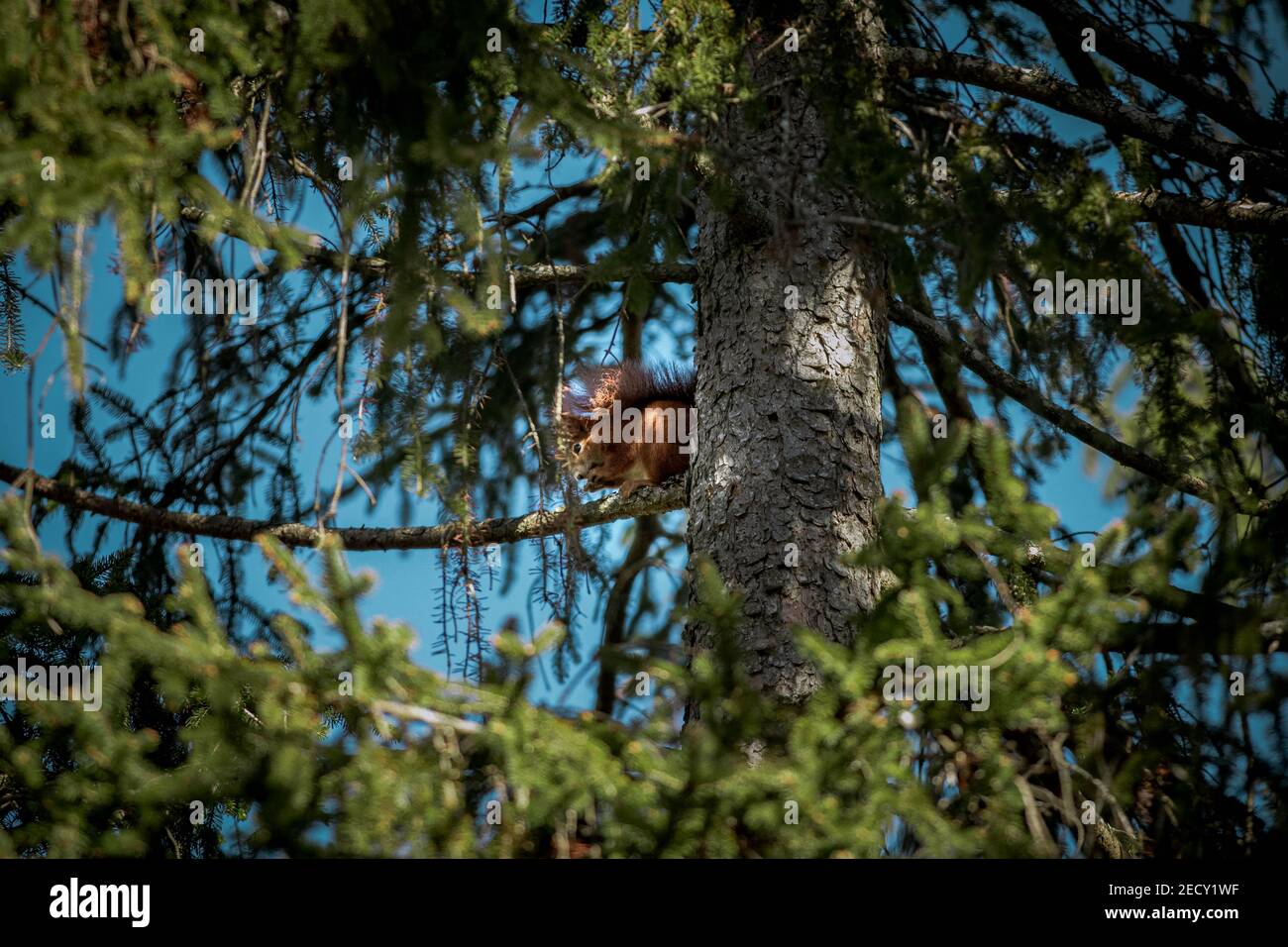 Squirrel in nature Stock Photo - Alamy