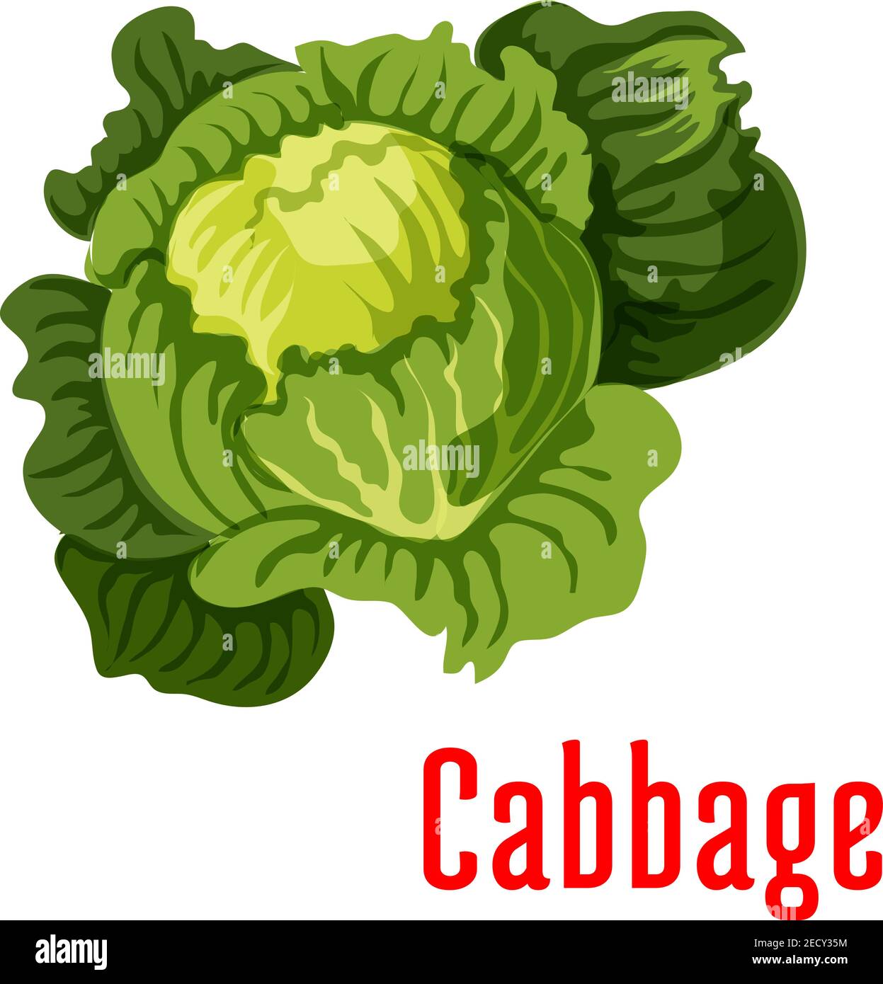 Cabbage vegetable icon. Vector isolated green leafy cabbage. Fresh farm ...