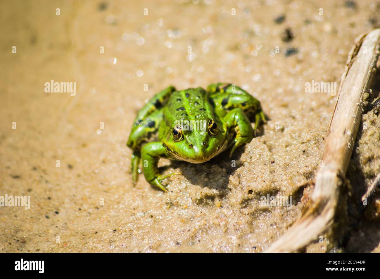 Green frog close up skin hi-res stock photography and images - Alamy
