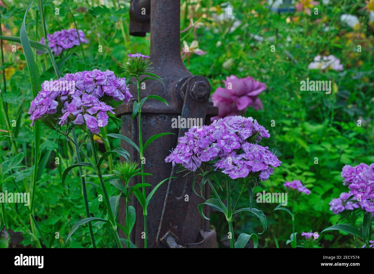 A closeup of beautiful phlox flowers in a gar Stock Photo - Alamy