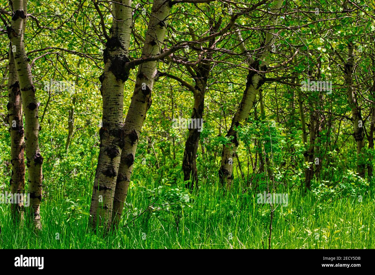The beautiful green nature, outdoors in a park during daylight Stock ...