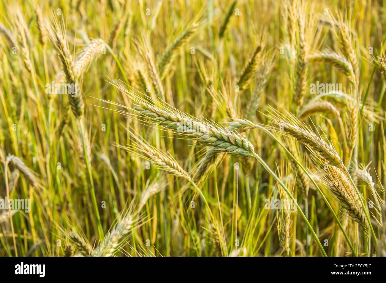 Green triticale ears hybrid wheat hi-res stock photography and images ...