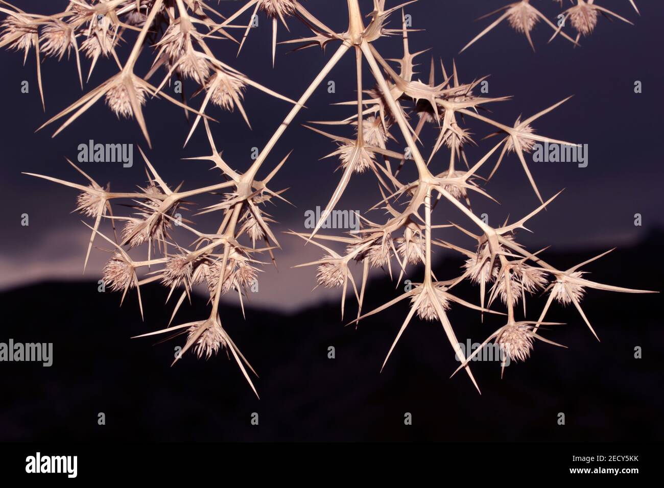 Dry thorn. Nature background texture Stock Photo - Alamy