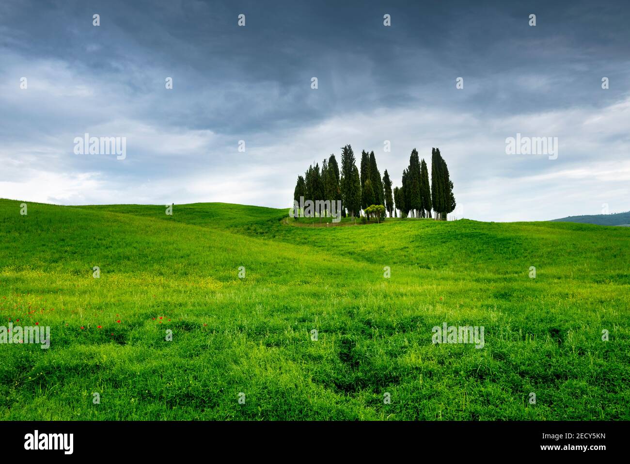 Cypress trees of the Val d Orcia, Tuscany, Italy Stock Photo - Alamy