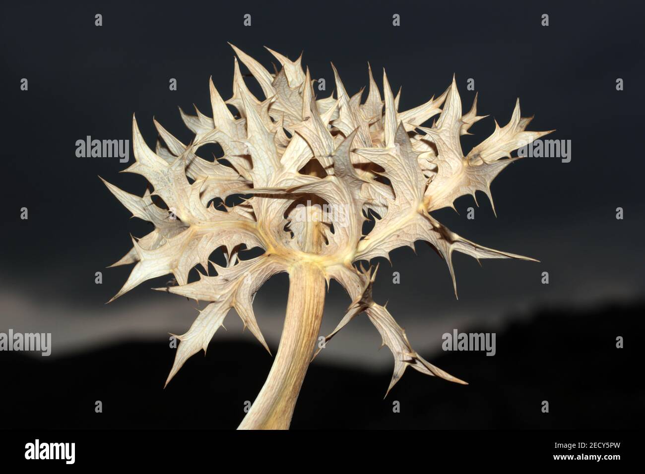 Dry thorn. Nature background texture Stock Photo - Alamy