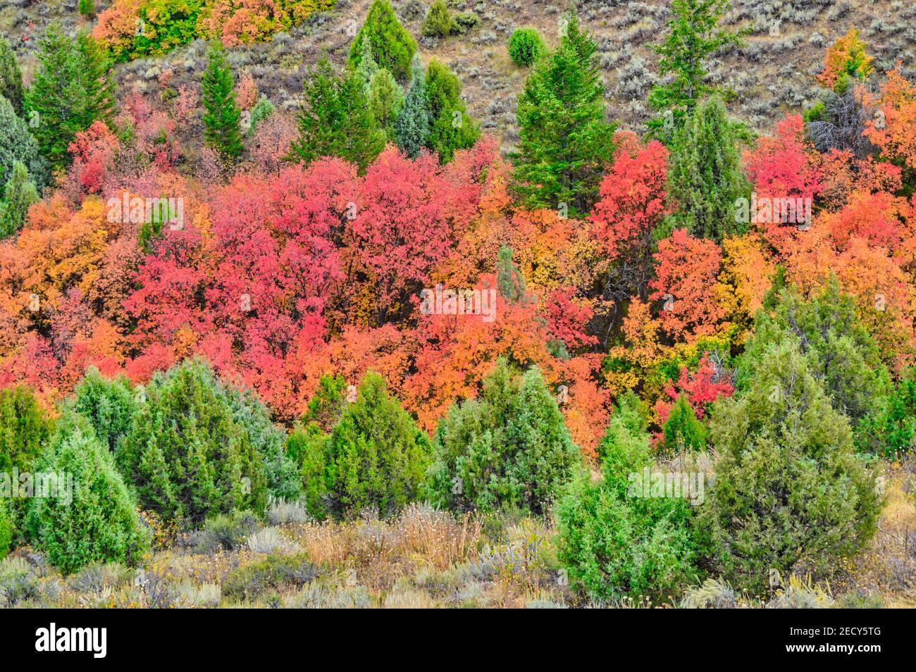 The beautiful colorful nature, outdoors in a park during daylight Stock ...