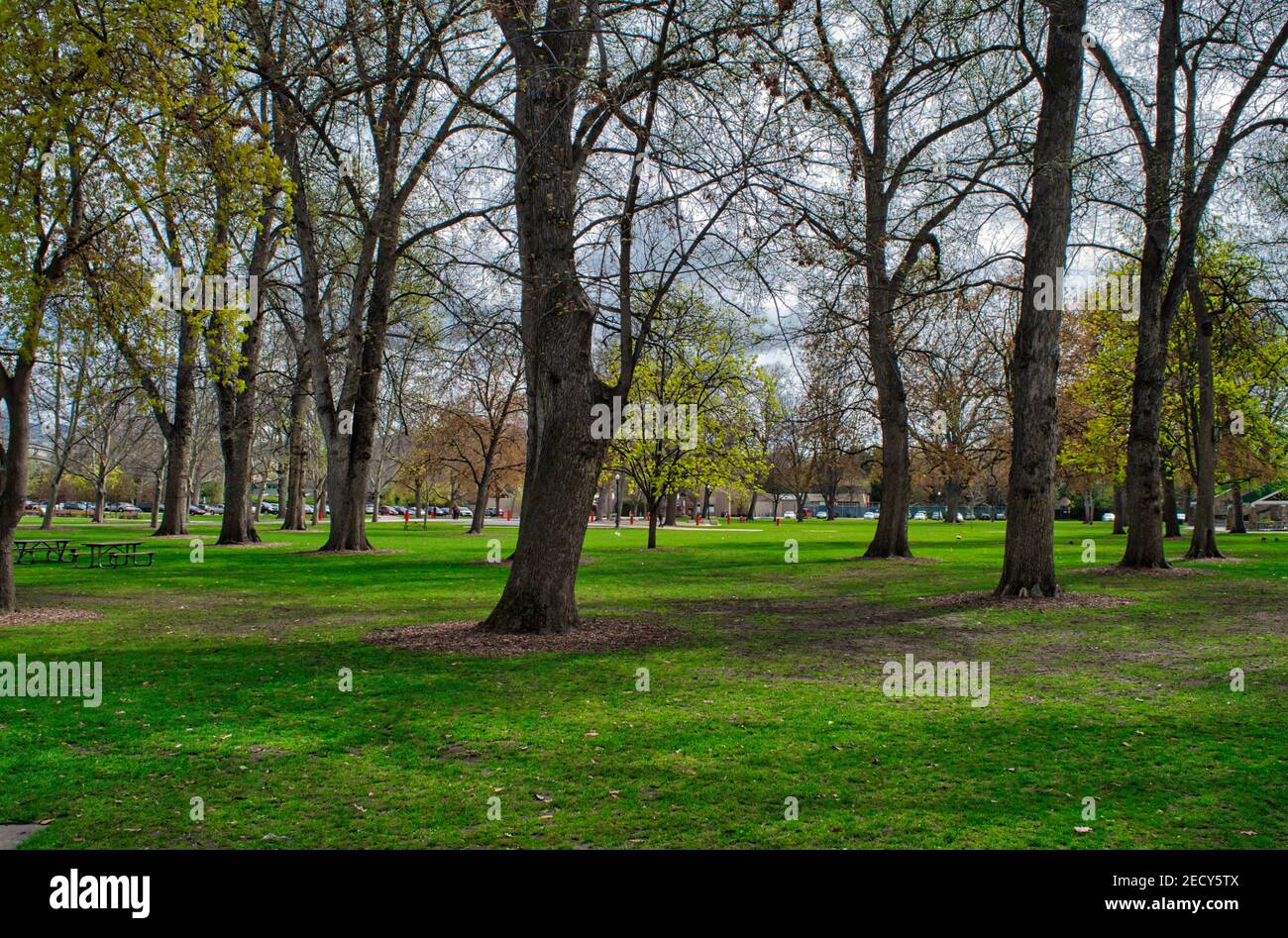 The beautiful green nature, outdoors in a park during daylight Stock ...