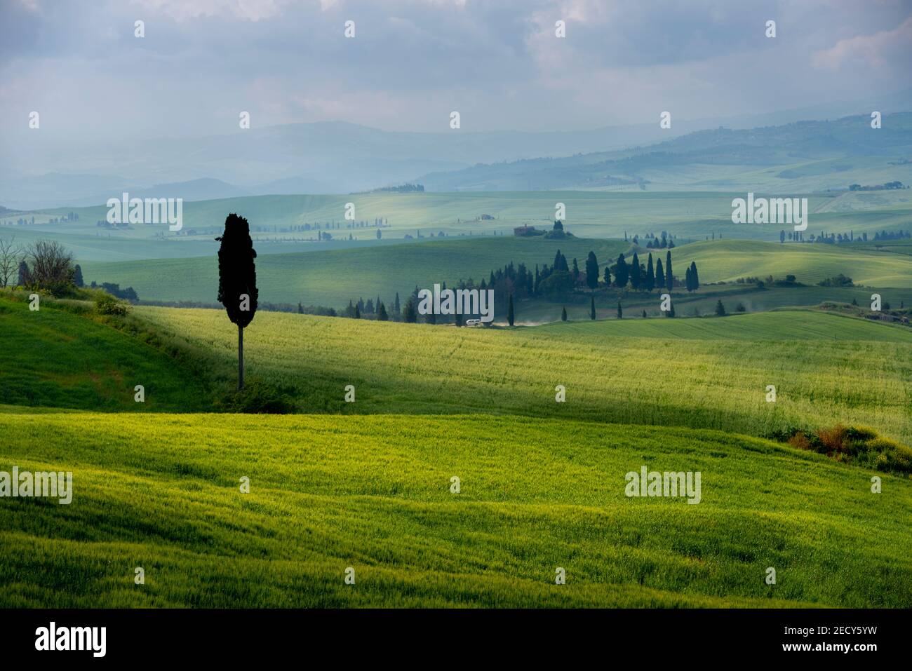 A single cypress tree in a Tuscan hillside Stock Photo - Alamy