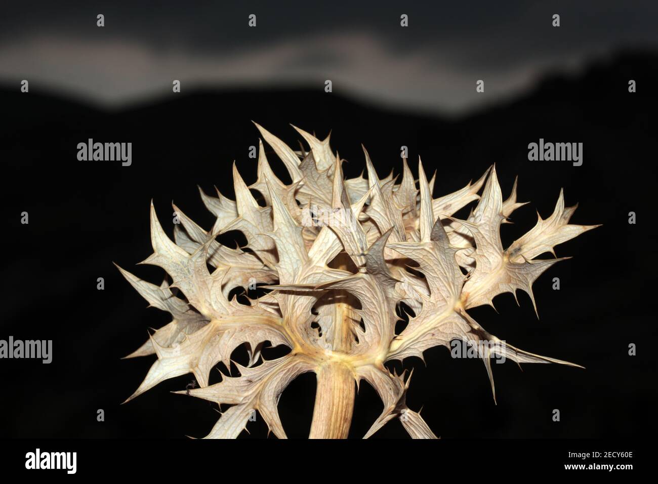 Dry thorn. Nature background texture Stock Photo - Alamy