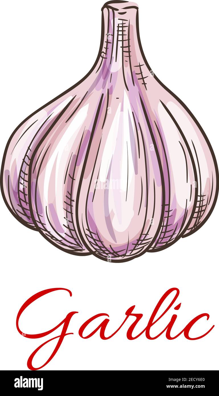 Garlic store Stock Vector Images - Alamy