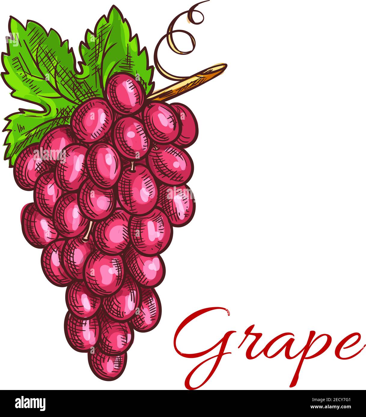 Vineyard garden Stock Vector Images - Alamy