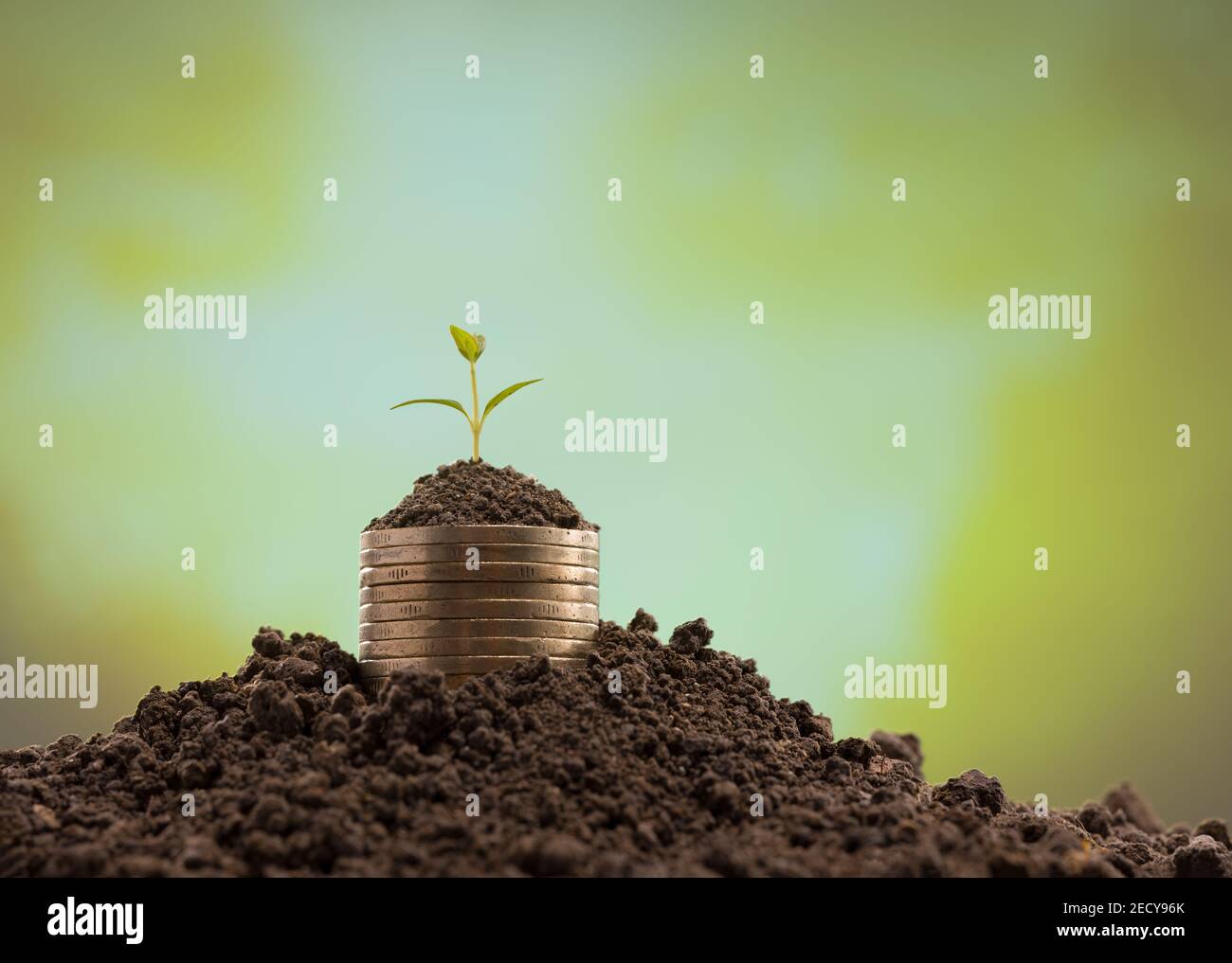 Gold coin plant hi-res stock photography and images - Alamy