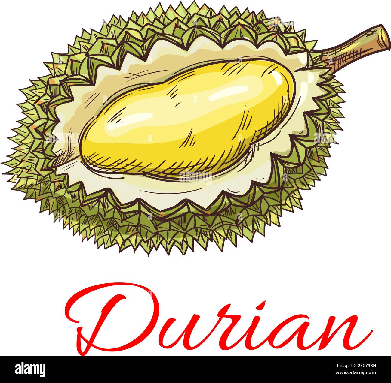 Durian Fruit Recipes