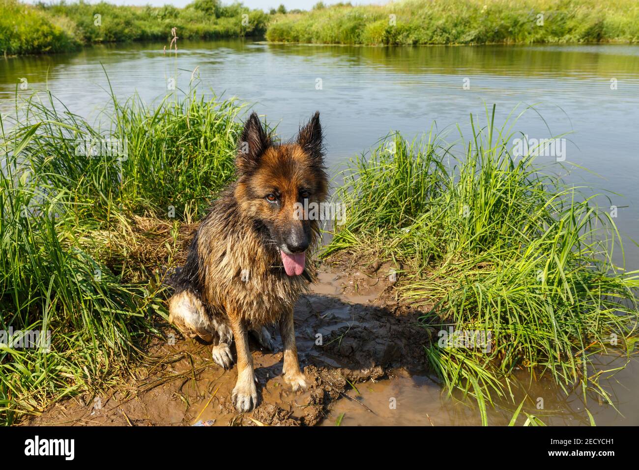 German shepherd dog sits in the mud on the river bank. Dog after ...