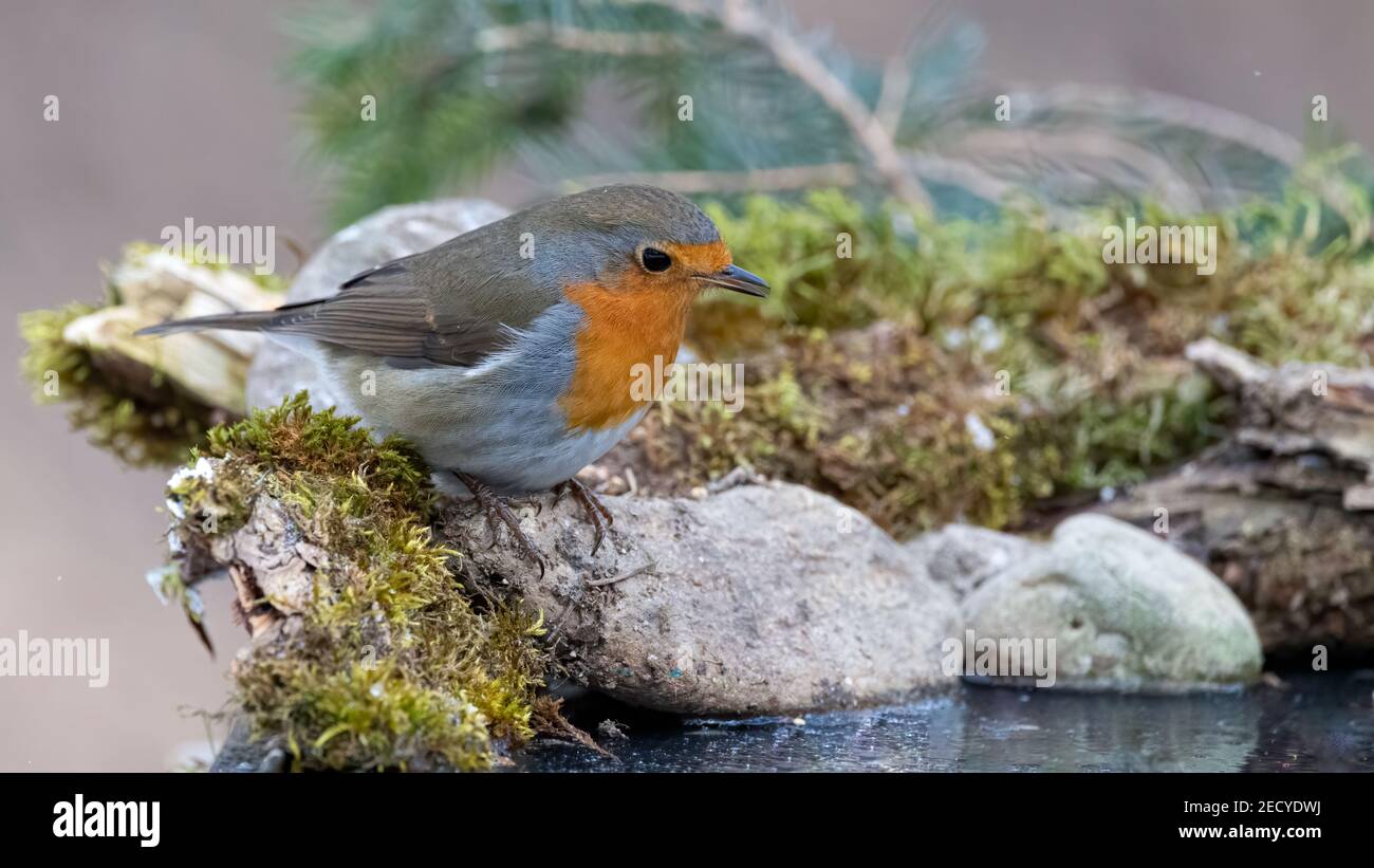 bird, natur, ast, wild lebende tiere, stieglitz, tier, baum, finch ...