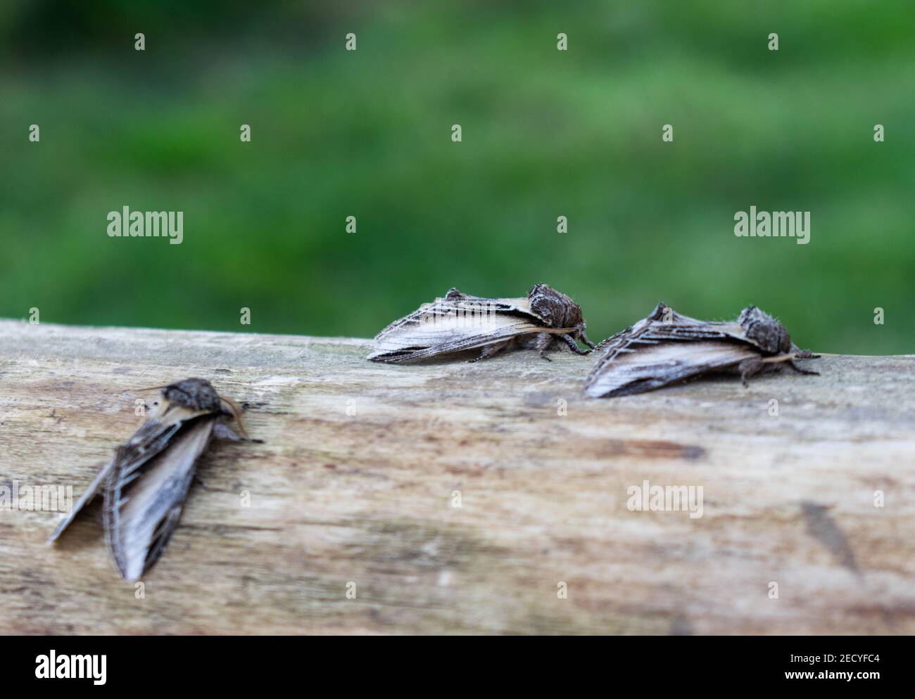 Prominent moths hi-res stock photography and images - Alamy