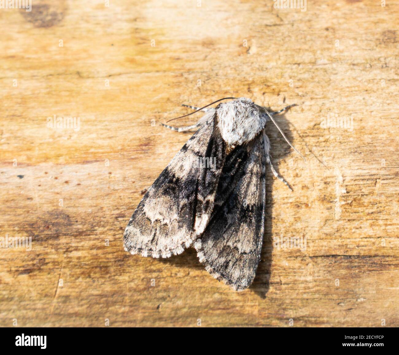 Alder moth resting on a log Stock Photo - Alamy